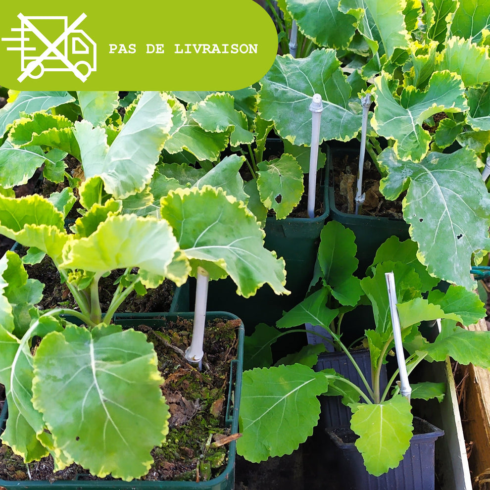 Plant de chou perpétuel Daubenton – La boutique Graines de Troc